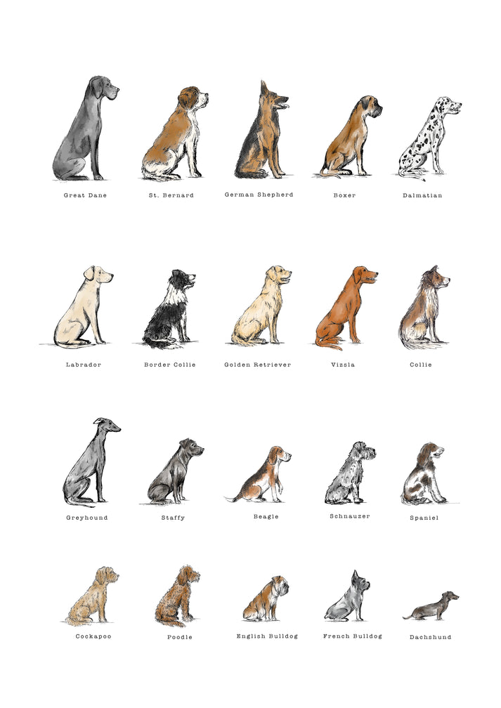 Dog Breeds – Mash Design